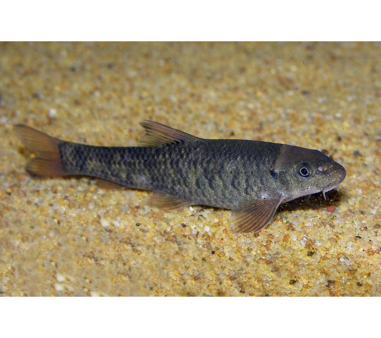 Lot de 500 Garra Rufa 3-3,5 cm - Aquarium Fish Spa